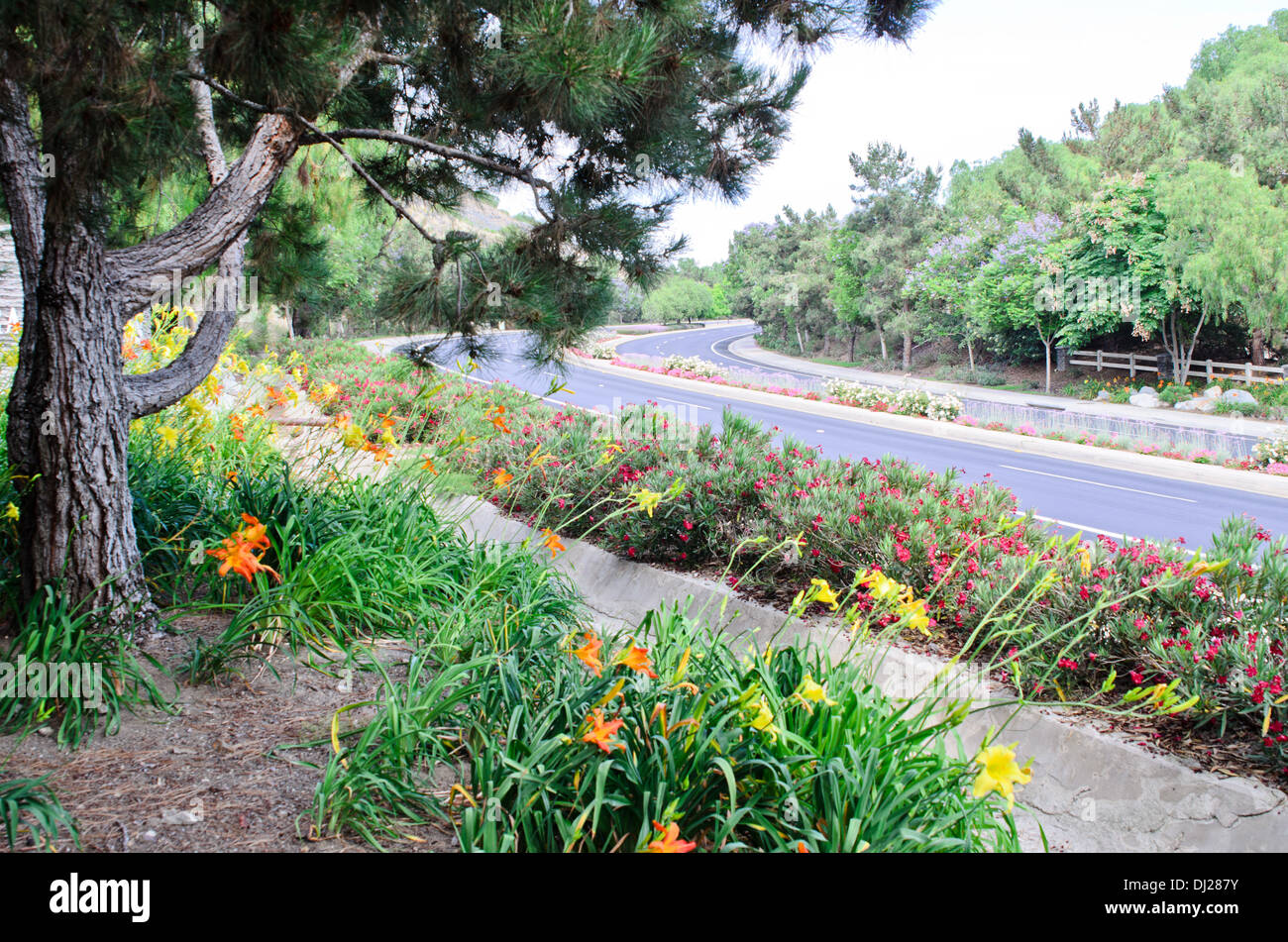 Beautiful flowers beside street during spring Stock Photo - Alamy