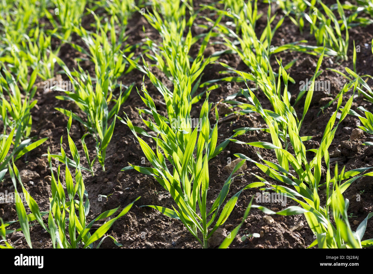 Blade of wheat hi-res stock photography and images - Alamy