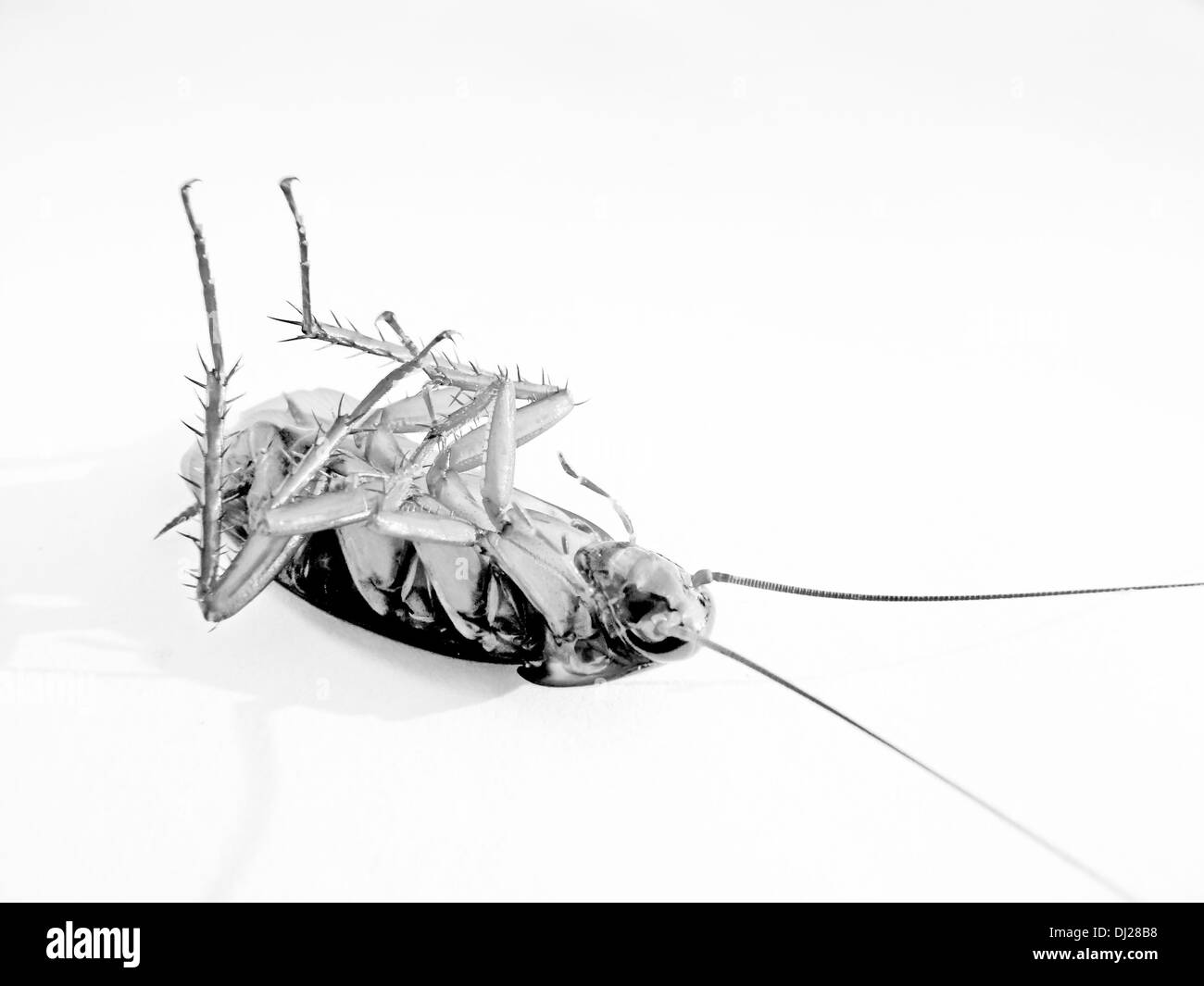 Cockroach Black and White Stock Photos & Images - Alamy