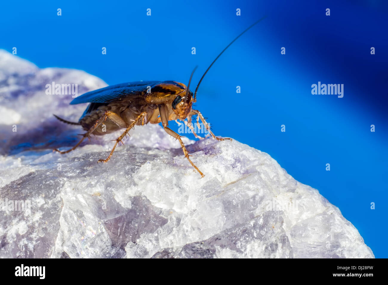 The German cockroach (Blattella germanica Stock Photo - Alamy