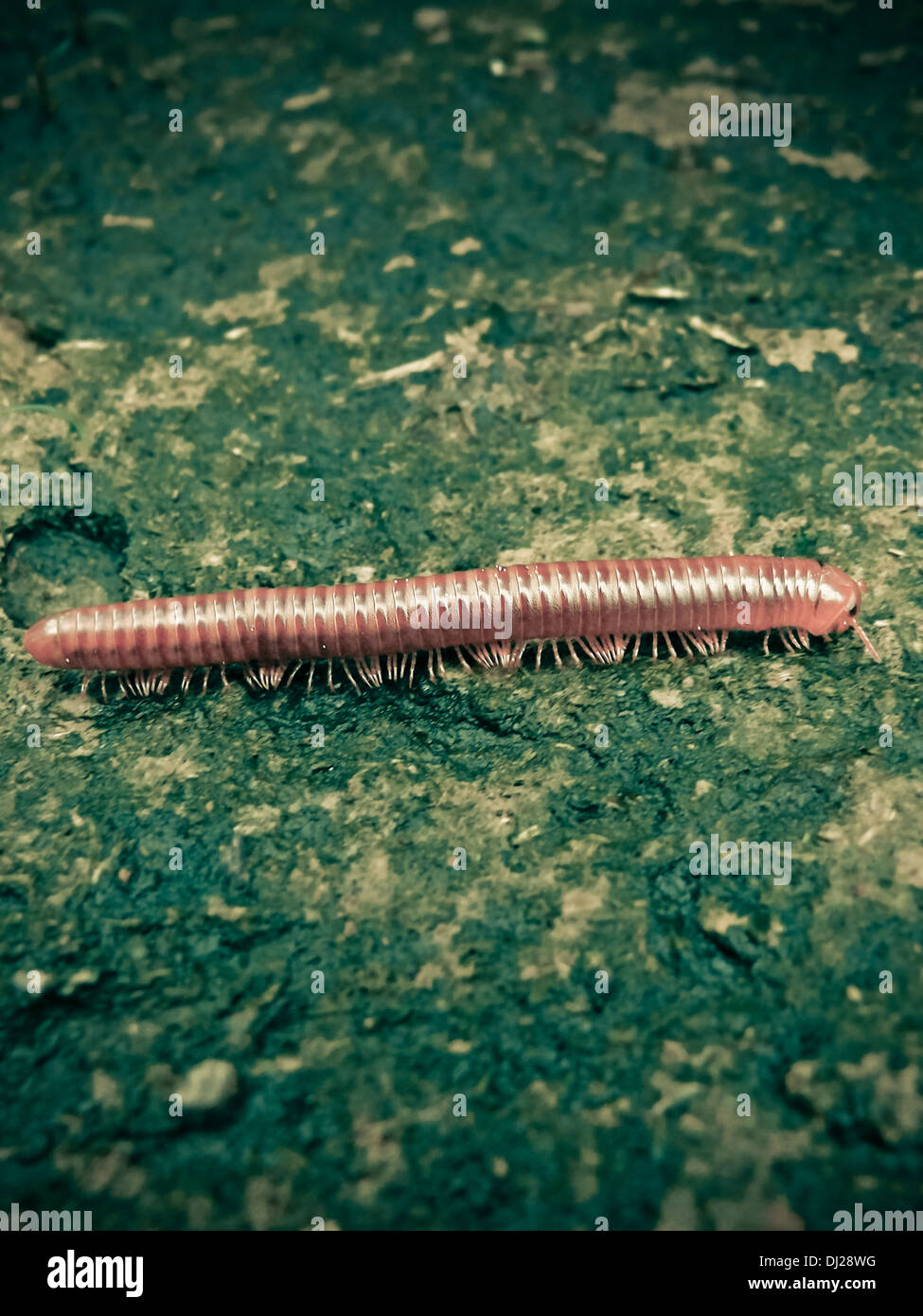 Red millipede hi-res stock photography and images - Alamy