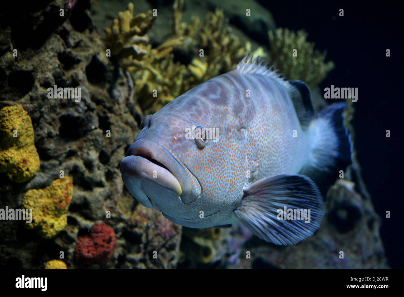 Alive fish hi-res stock photography and images - Alamy