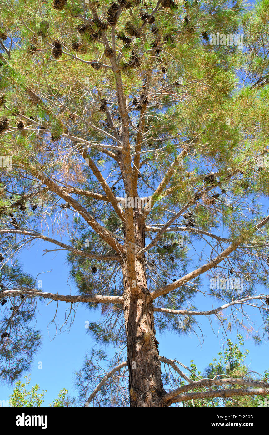 Pine wood tree leaves hi-res stock photography and images - Alamy