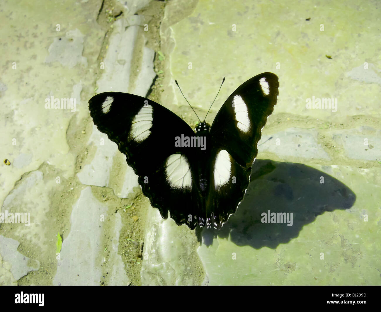 Danaid eggfly butterfly hi-res stock photography and images - Alamy