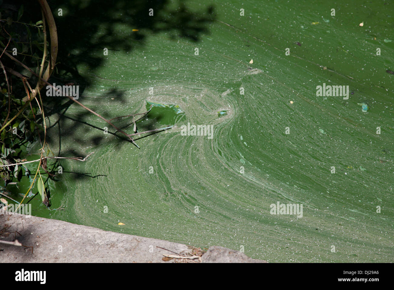 Growth of algae hi-res stock photography and images - Alamy