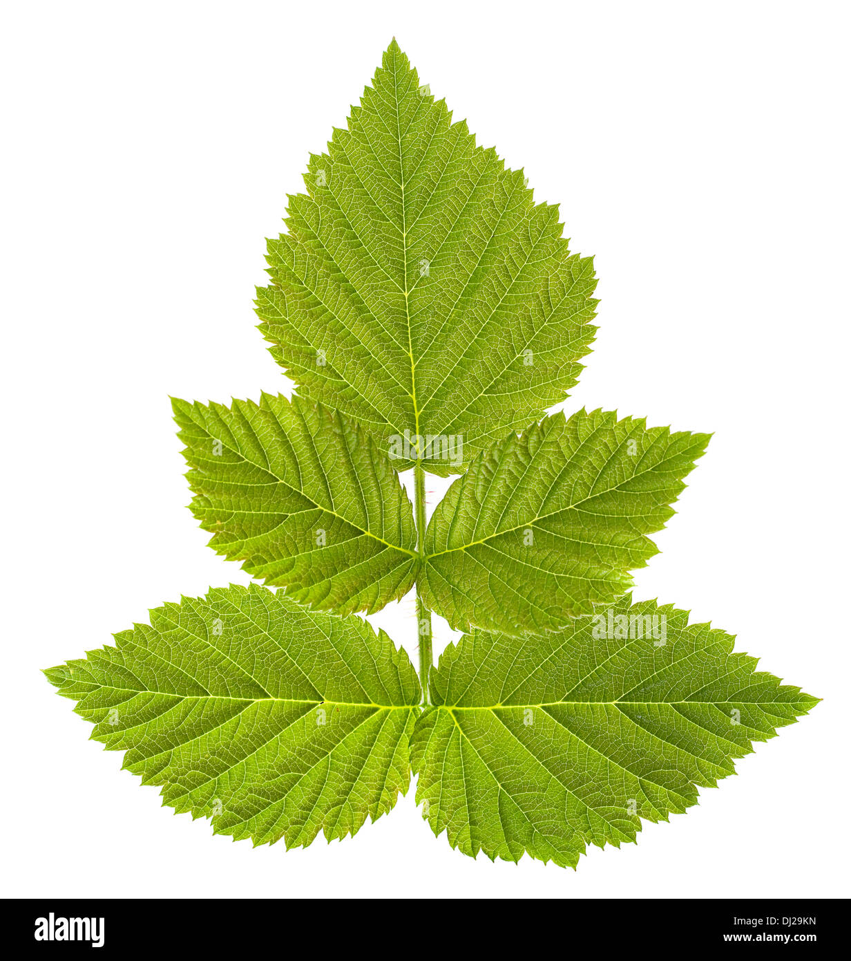 Raspberry leaf closeup isolated on white Stock Photo - Alamy