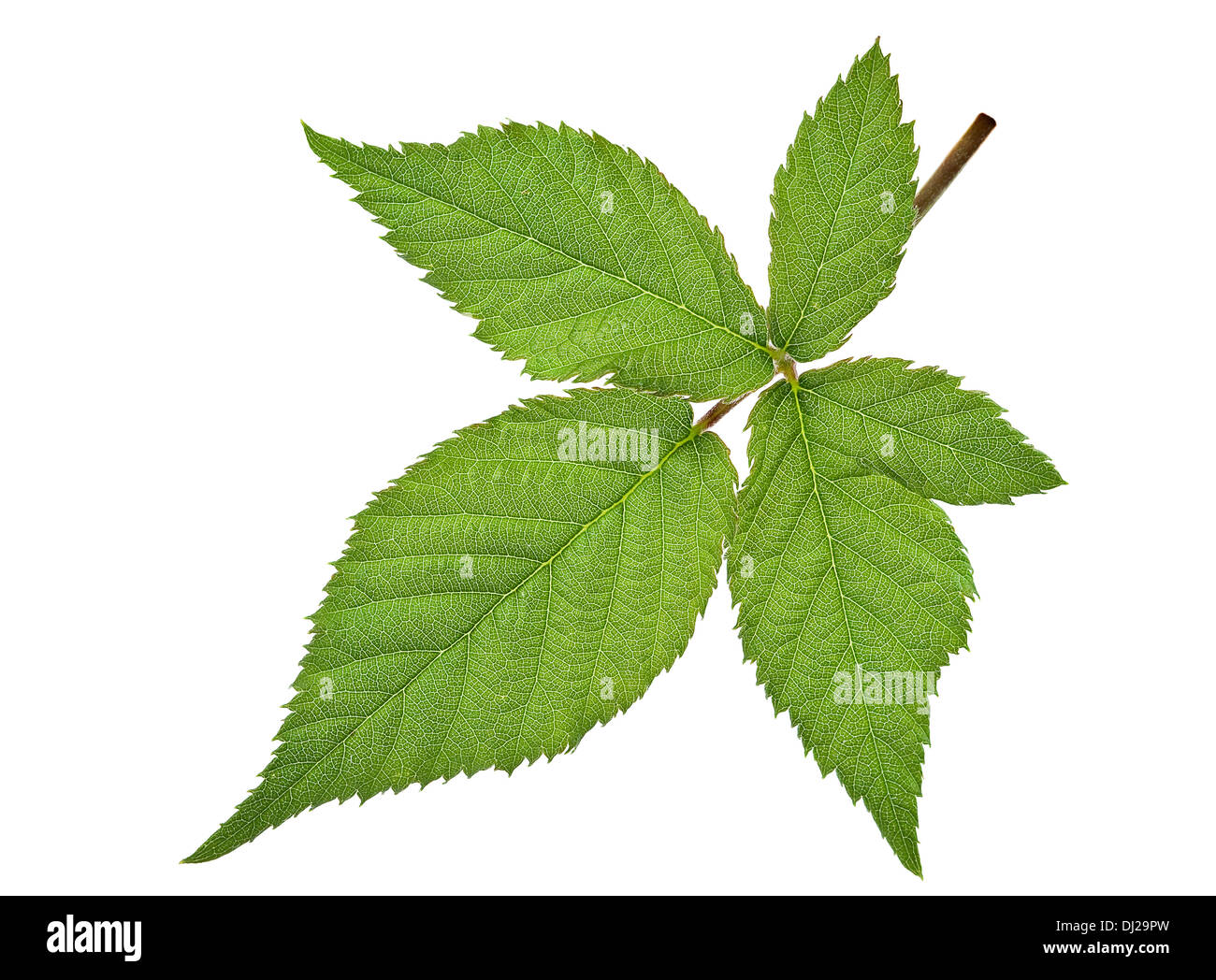 Blackberry leave hi-res stock photography and images - Alamy