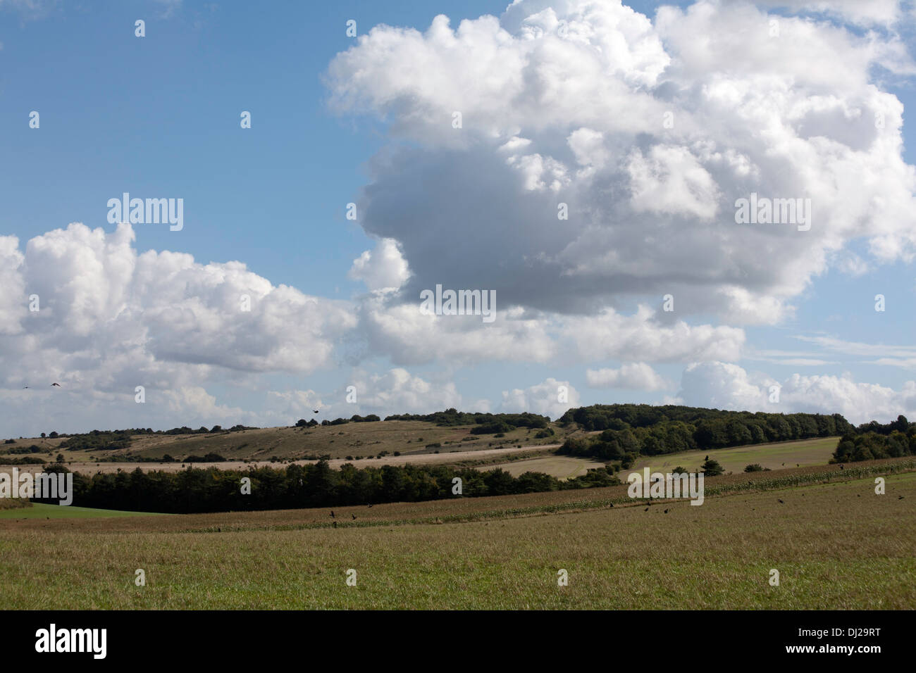 A view across Martin Down part of a National Nature Reserve The Dorset ...