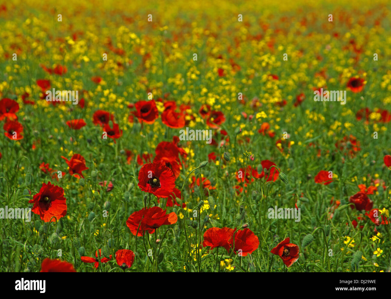 Poppy flower on rape field Stock Photo - Alamy