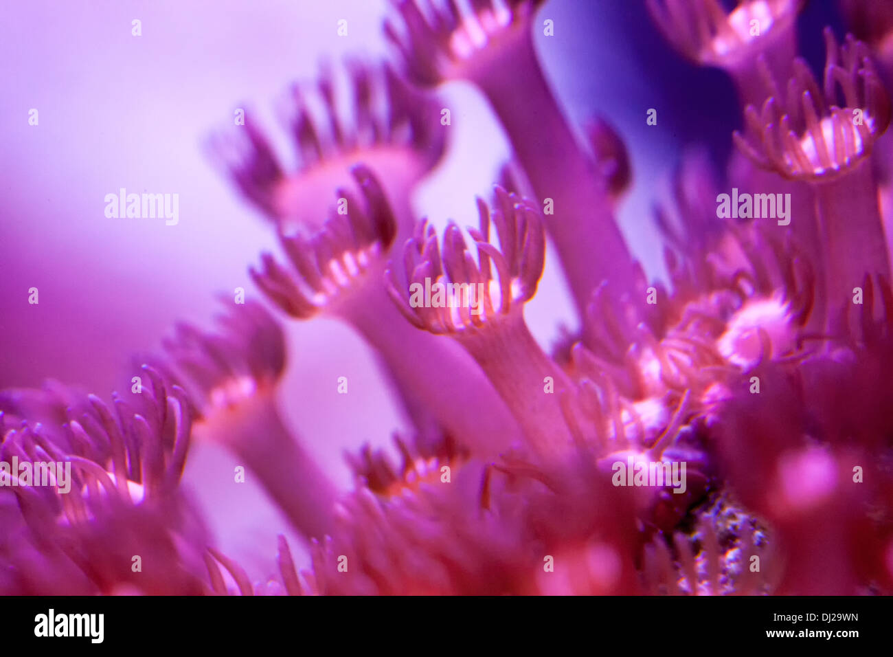 Flower Pot Coral Stock Photo - Alamy