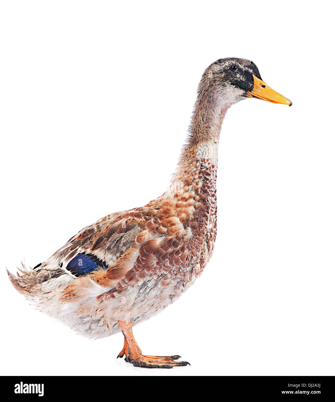 Duck farm hi-res stock photography and images - Alamy