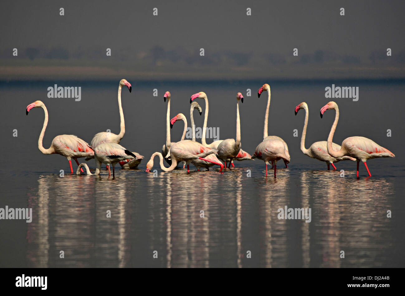 The Greater Flamingo, Phoenicopterus roseus, India Stock Photo - Alamy