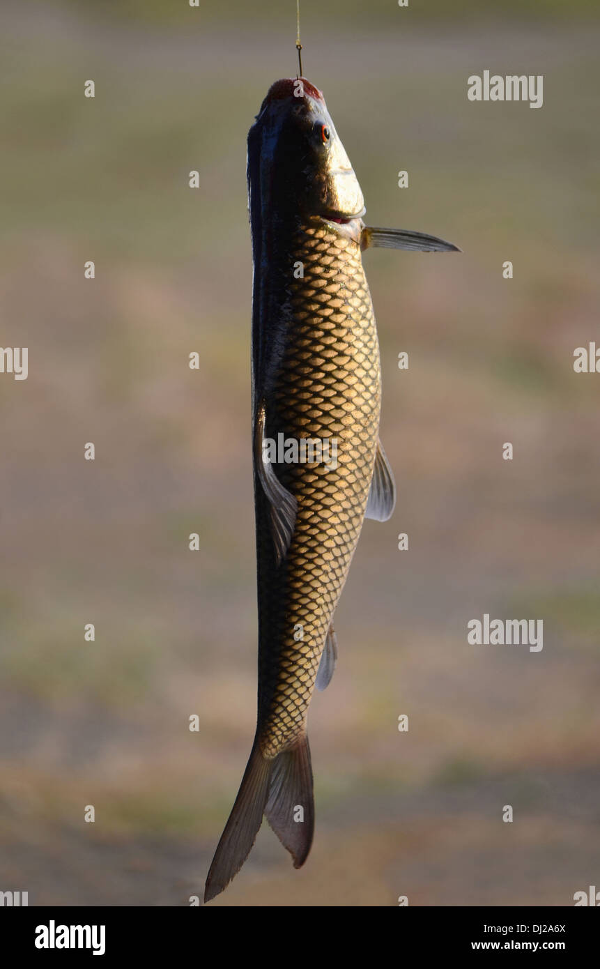 Fish catch, India Stock Photo - Alamy