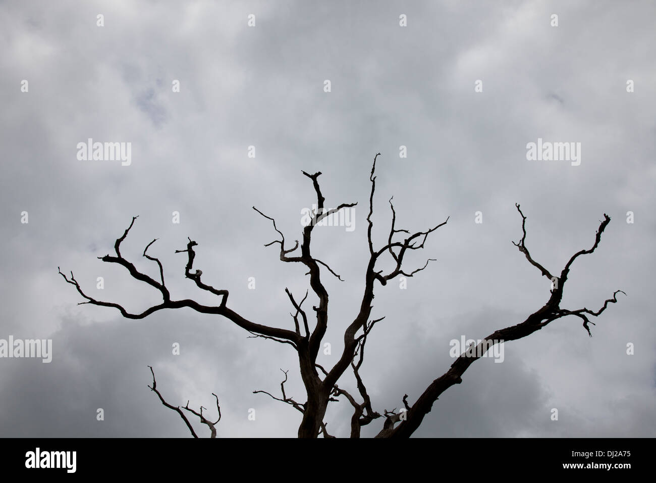 A lonely, dead tree points towards heaven as a dark storm approaches ...
