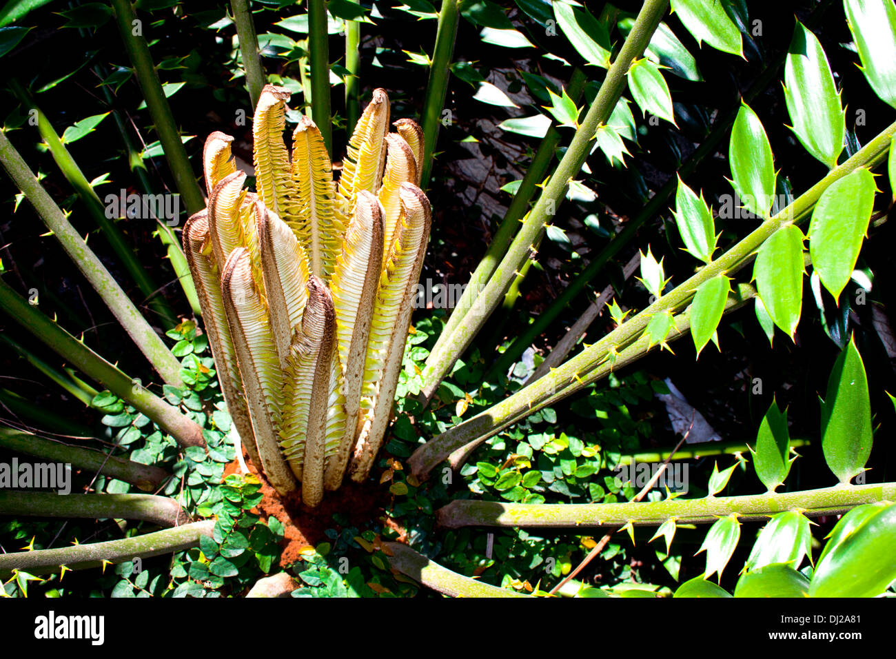 Broodboom High Resolution Stock Photography and Images - Alamy