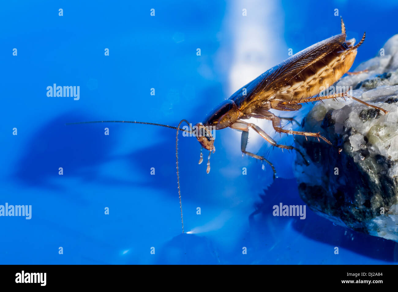 Striped cockroach hi-res stock photography and images - Alamy