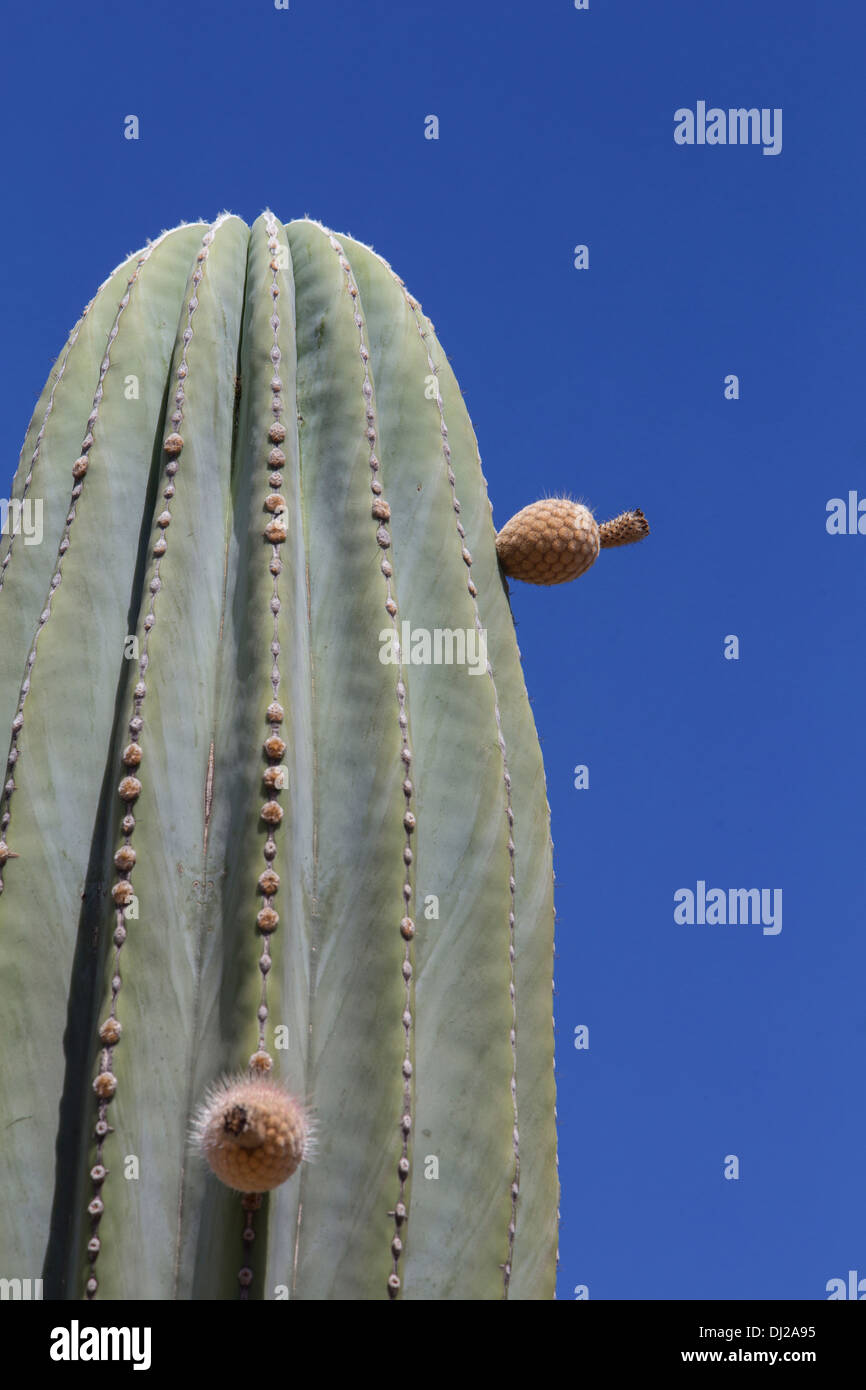 Cactus cereus and its fruits, figs, gardens in Valencia Stock Photo - Alamy