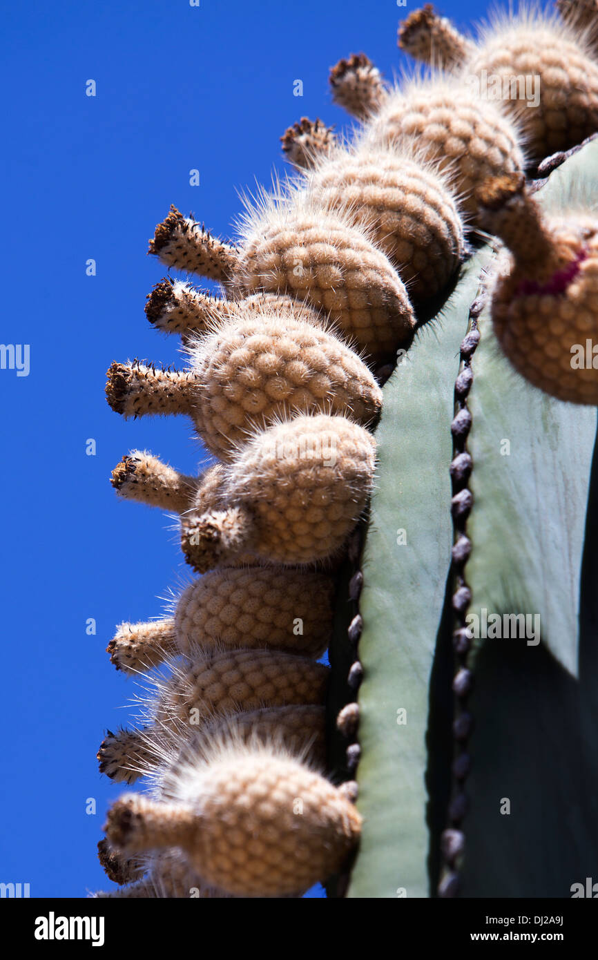 Cactus cereus and its fruits, figs, gardens in Valencia Stock Photo - Alamy