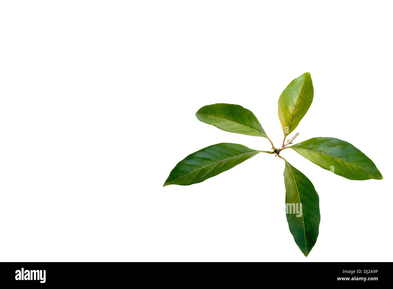 isolated sprig of green leaves on white background Stock Photo - Alamy