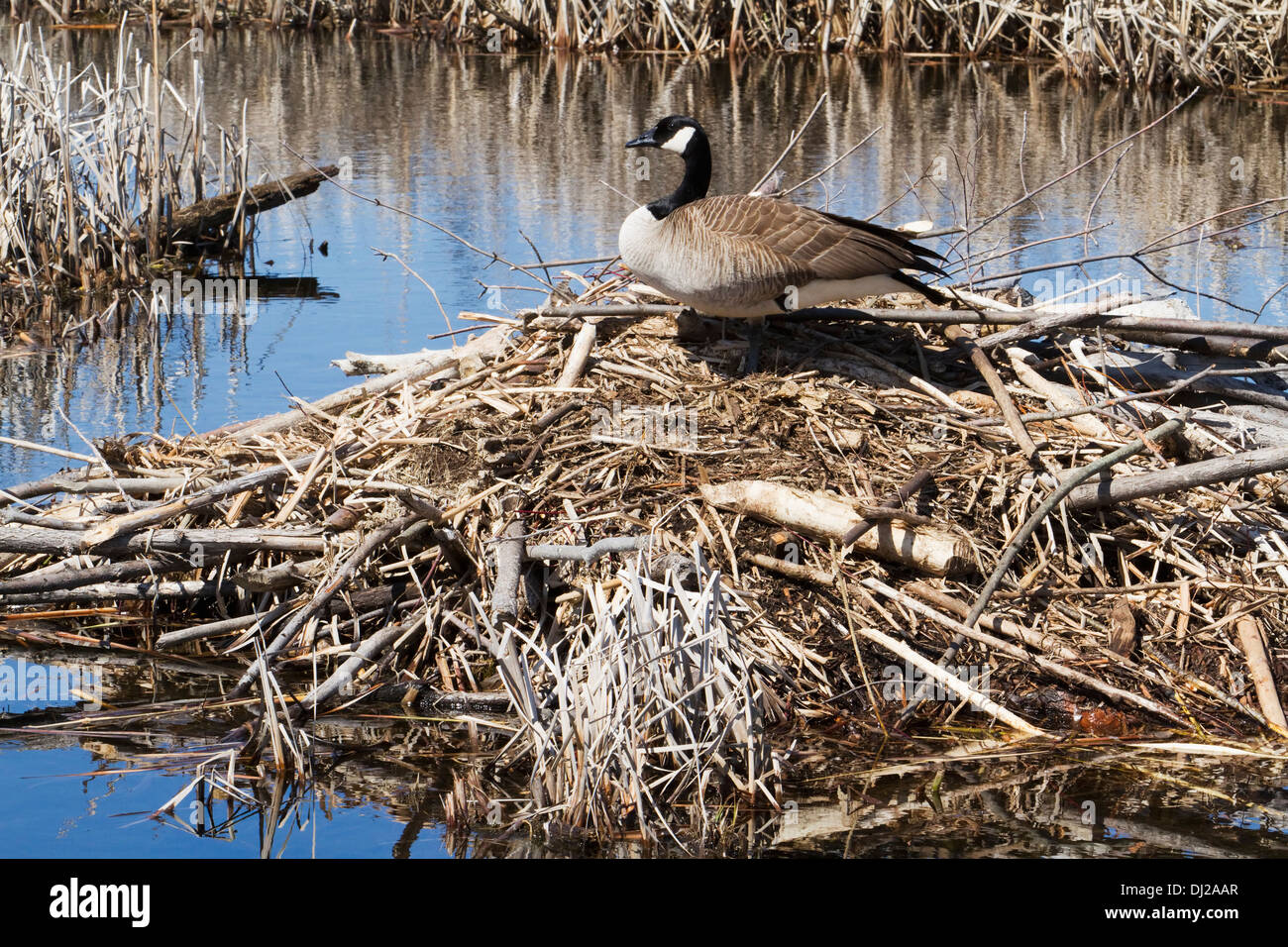 Beaver standing in water hi-res stock photography and images - Alamy