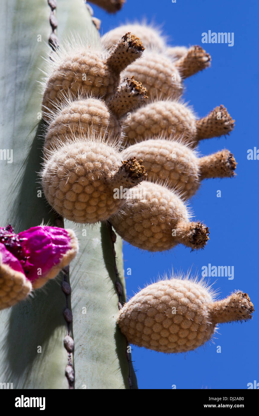 Cactus cereus and its fruits, figs, gardens in Valencia Stock Photo - Alamy
