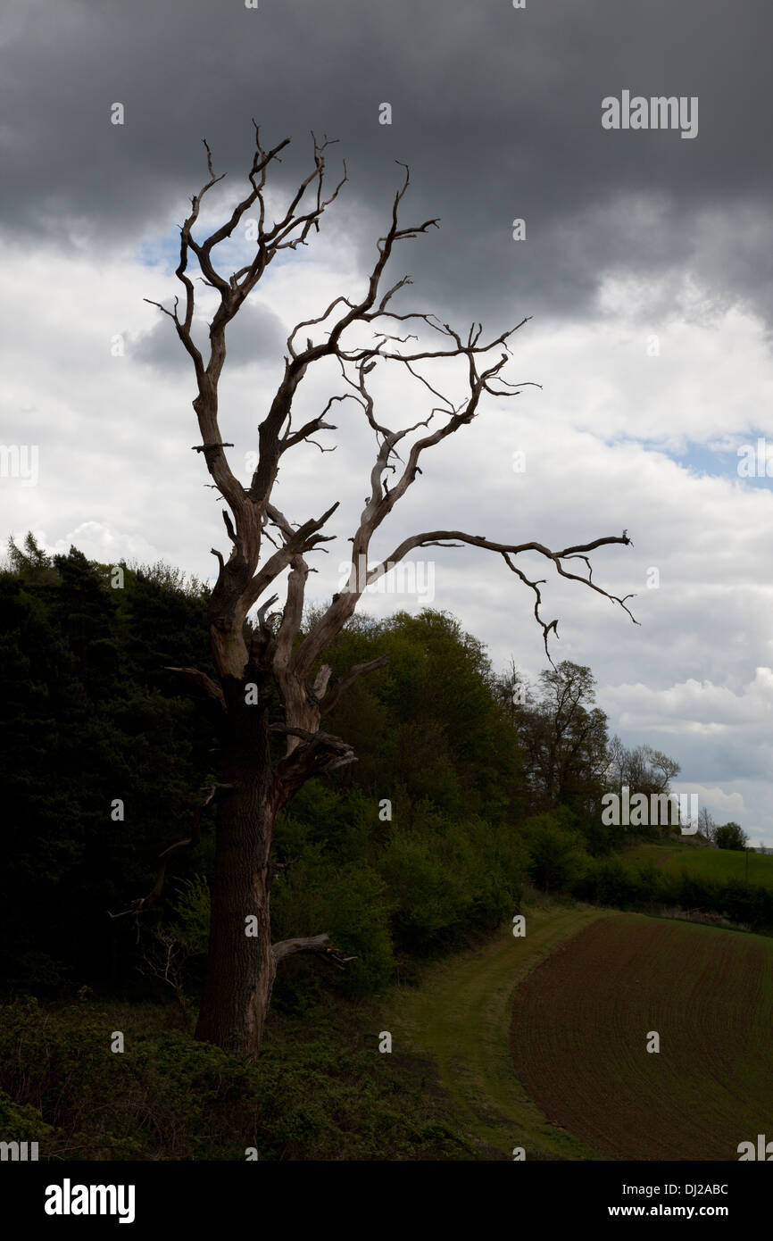 A lonely, dead tree points towards heaven as a dark storm approaches ...