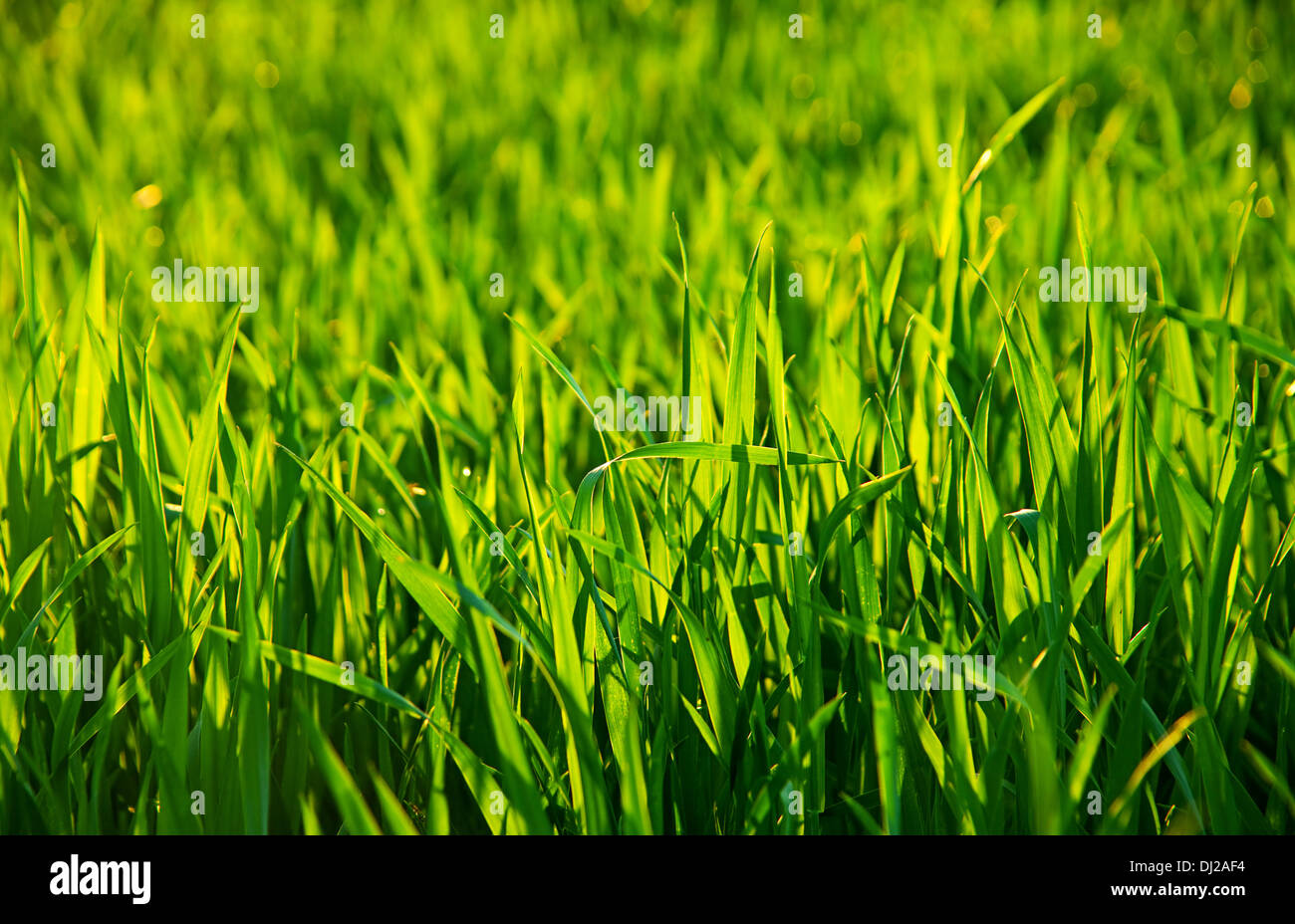 Green herb in spring background Stock Photo - Alamy
