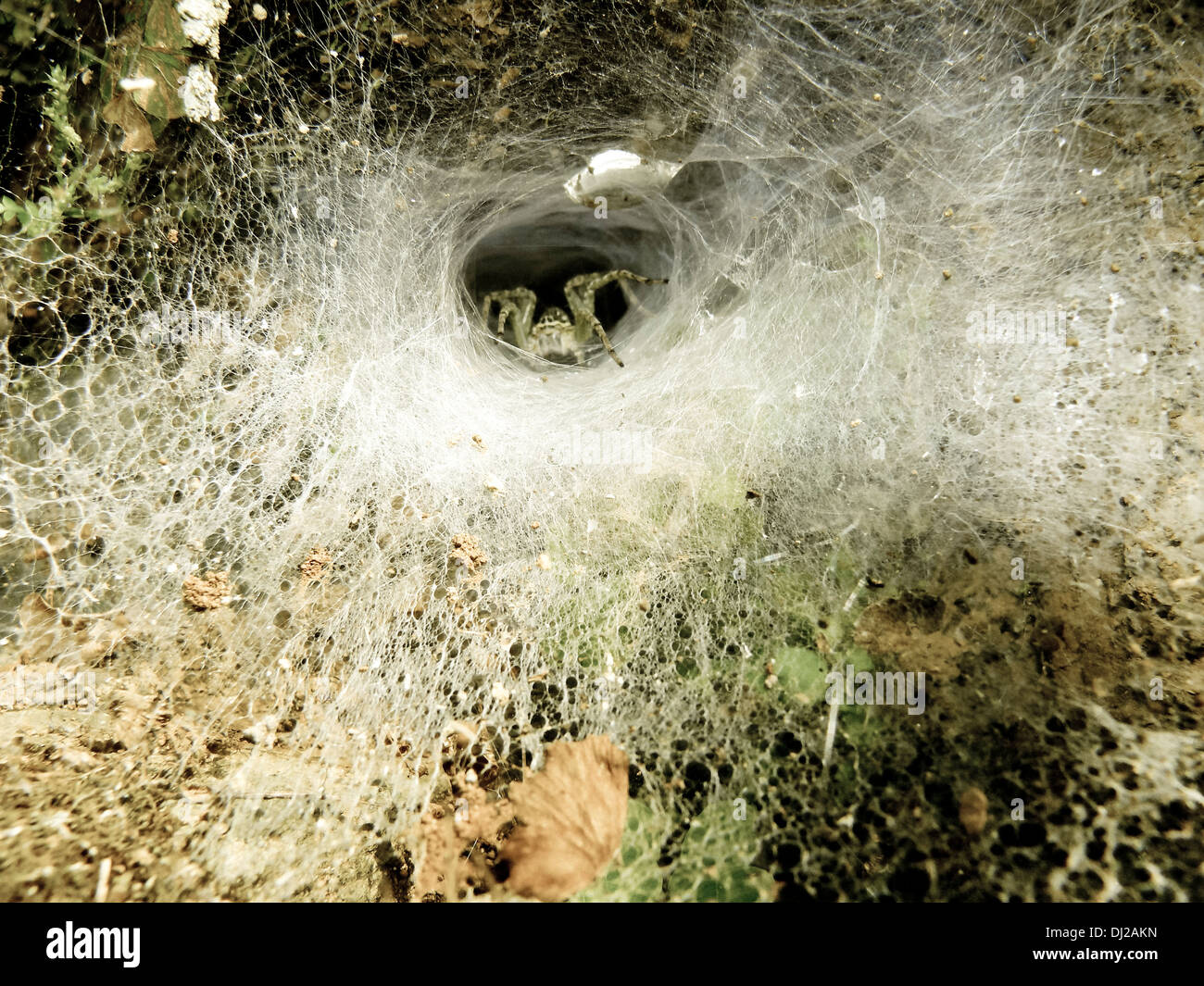 Funnel-web spider. This spider has a wasp in its jaws.Seven of its ...