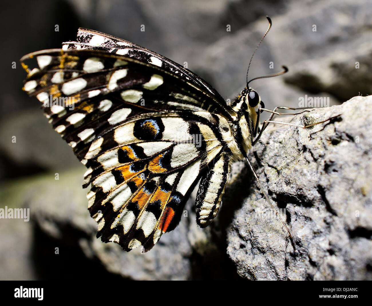 Butterfly perched on rock Stock Photo - Alamy