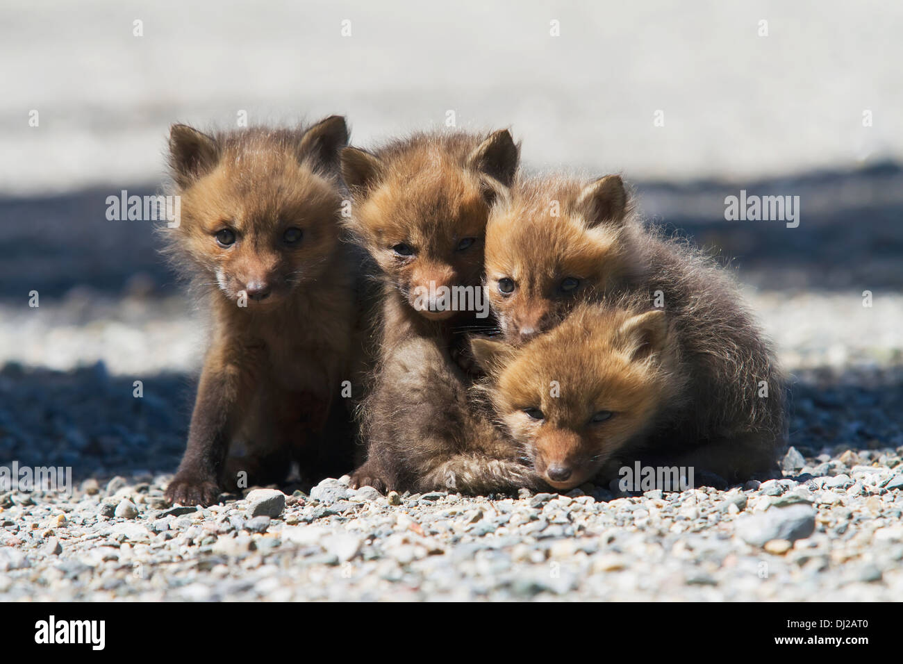 Red fox cubs cuddling hi-res stock photography and images - Alamy