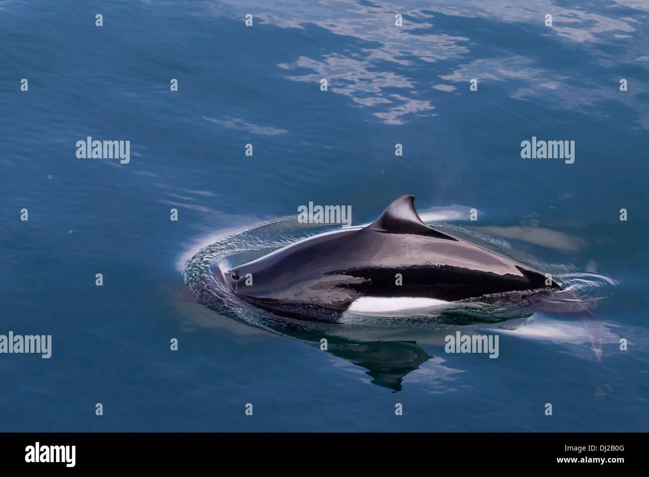 Dalls Porpoise (Phocoenoides dalli Stock Photo - Alamy