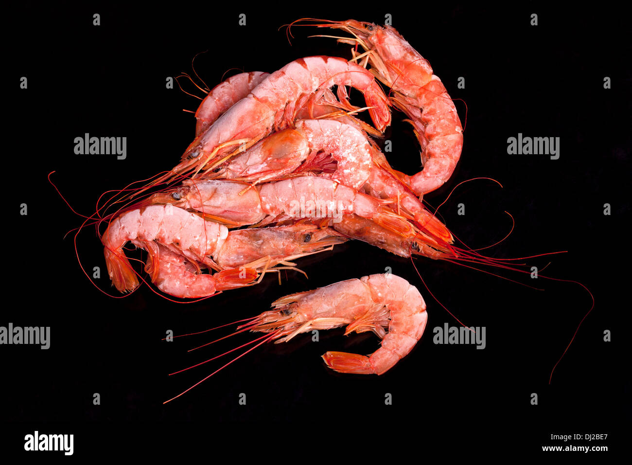 Frozen Mediterranean Pink Prawns Stock Photo - Alamy