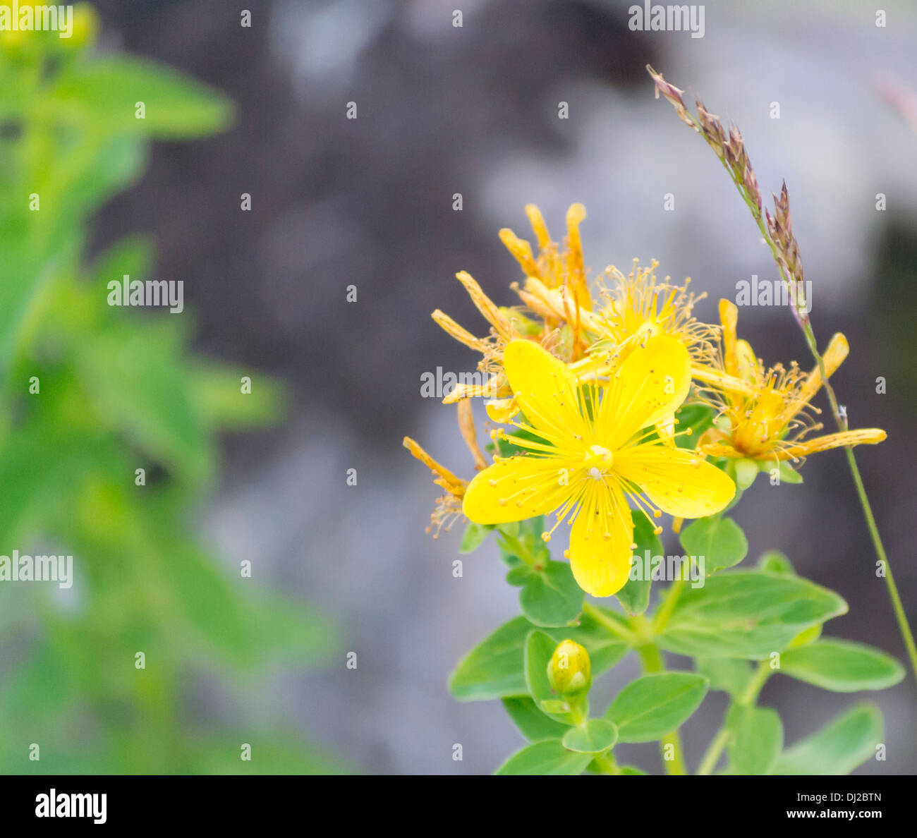 Hypericum perforatum, also known as Tipton's weed, rosin rose, goatweed ...