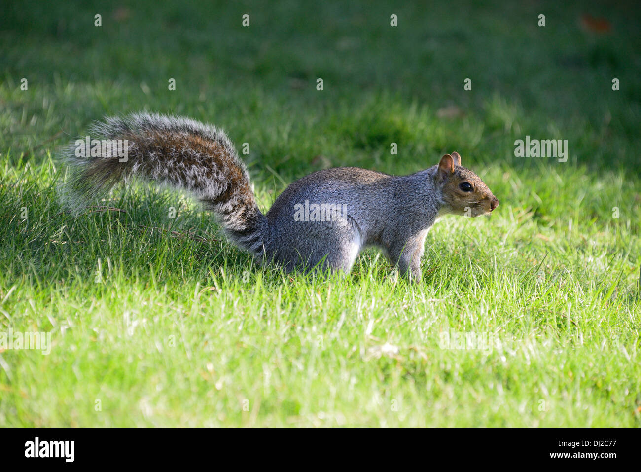 A squirrel in the park Stock Photo - Alamy