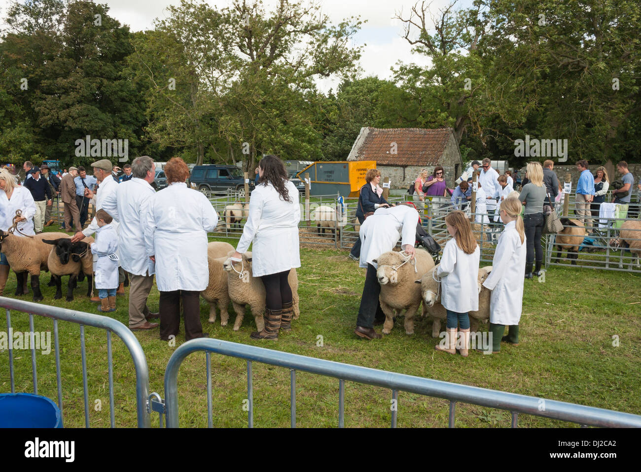 Sheep judging at show Stock Photo - Alamy