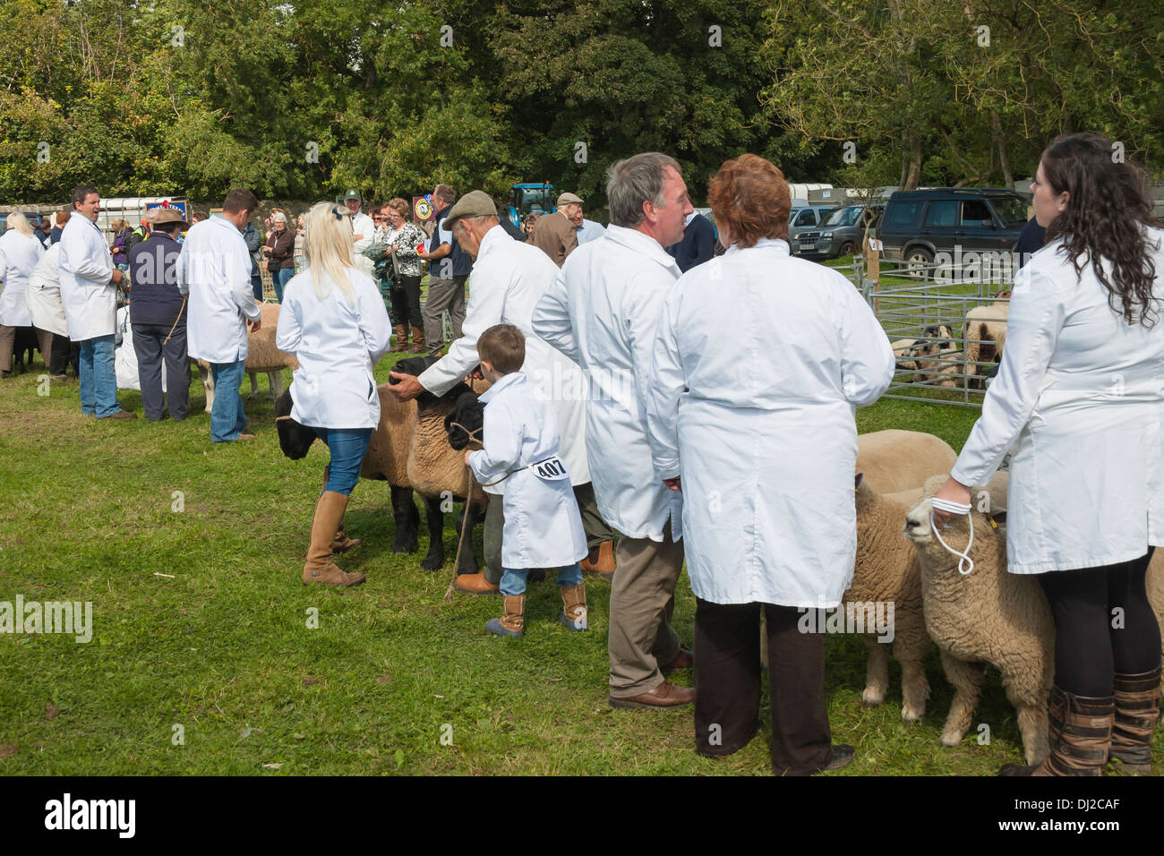 Sheep judging at show Stock Photo - Alamy