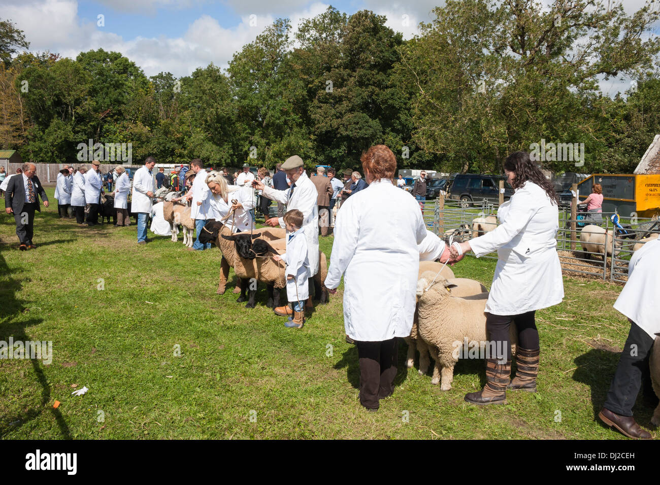 Sheep judging at show Stock Photo - Alamy