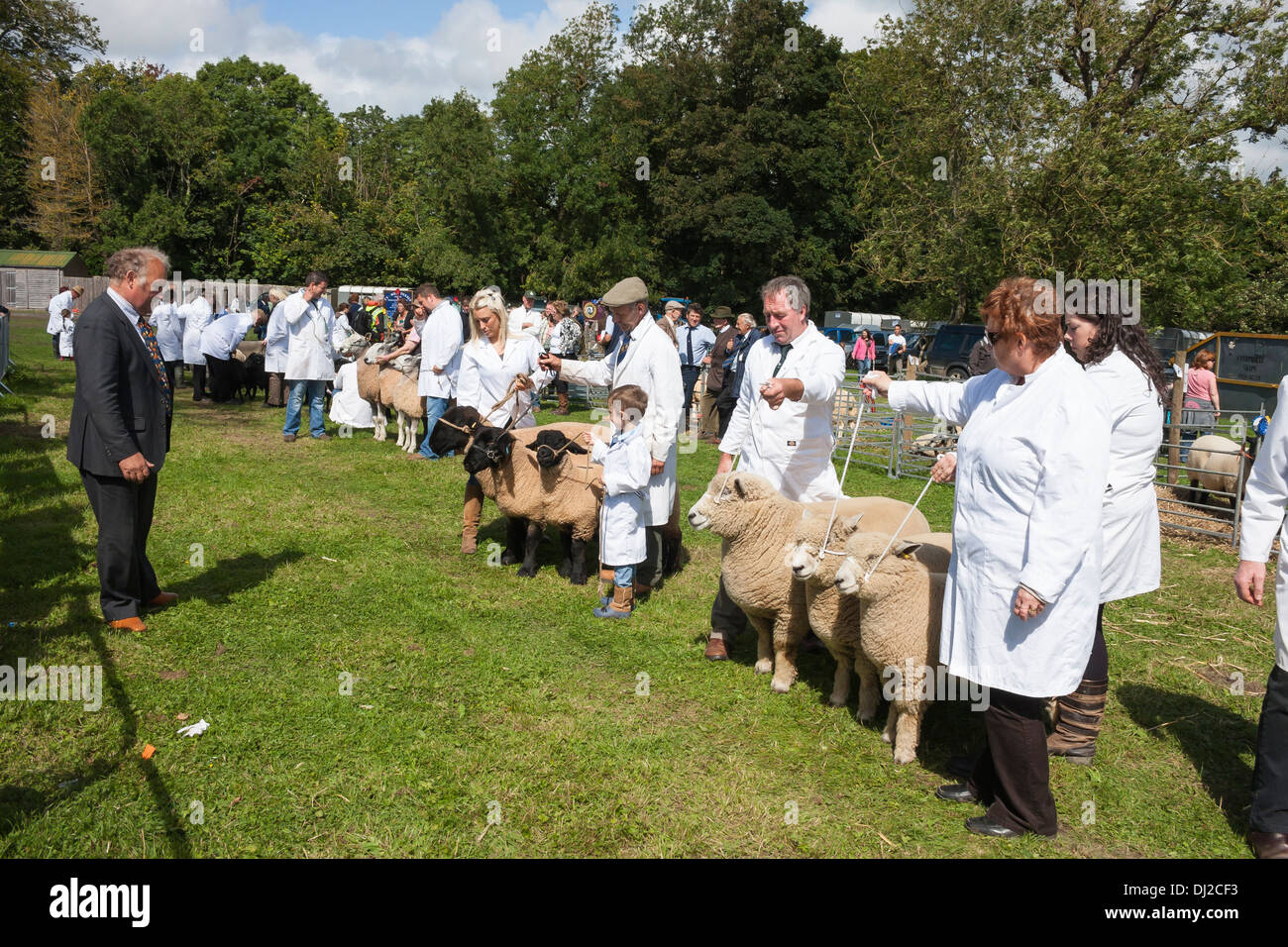 Sheep judging at show Stock Photo - Alamy
