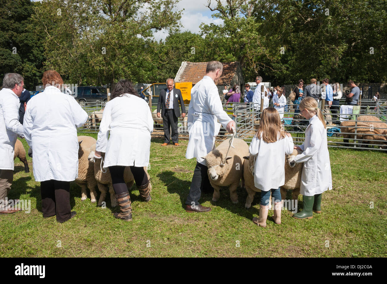 Sheep judging hi-res stock photography and images - Alamy