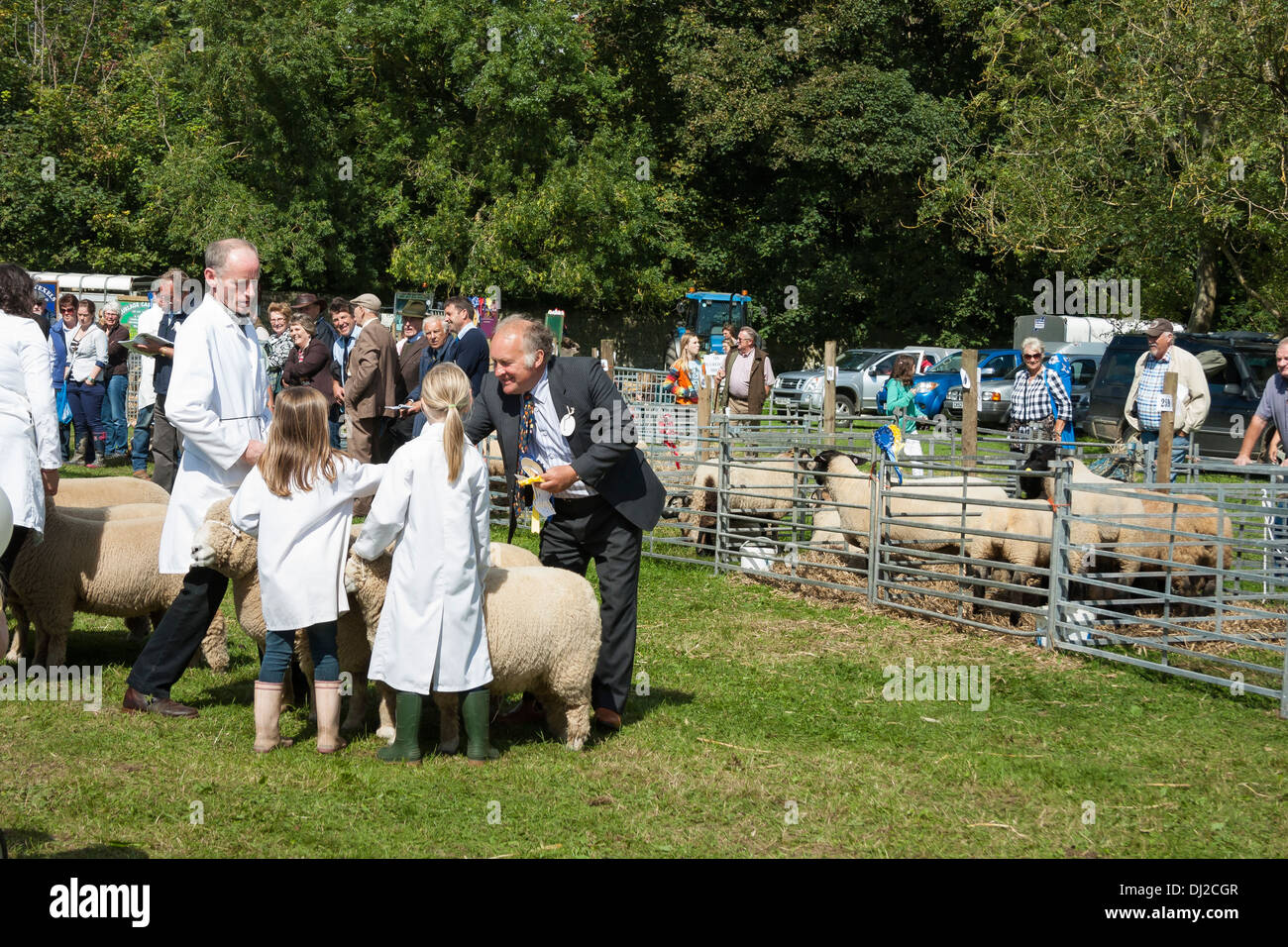 Sheep judging at show Stock Photo - Alamy