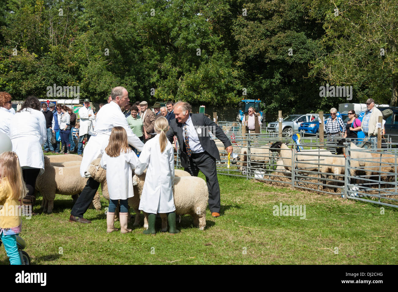 Sheep judging at show Stock Photo - Alamy