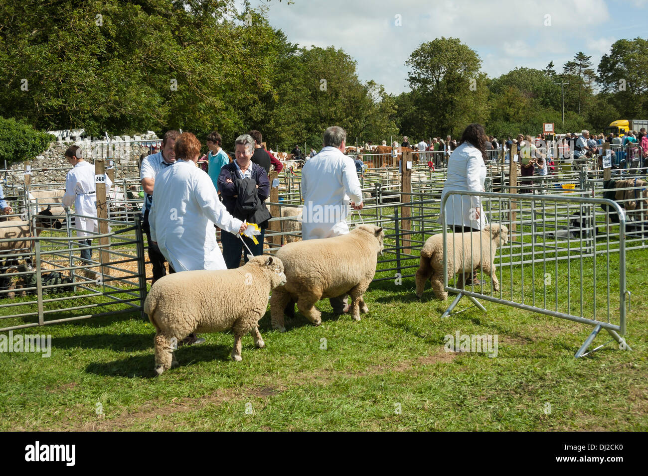 Sheep judging at show Stock Photo - Alamy