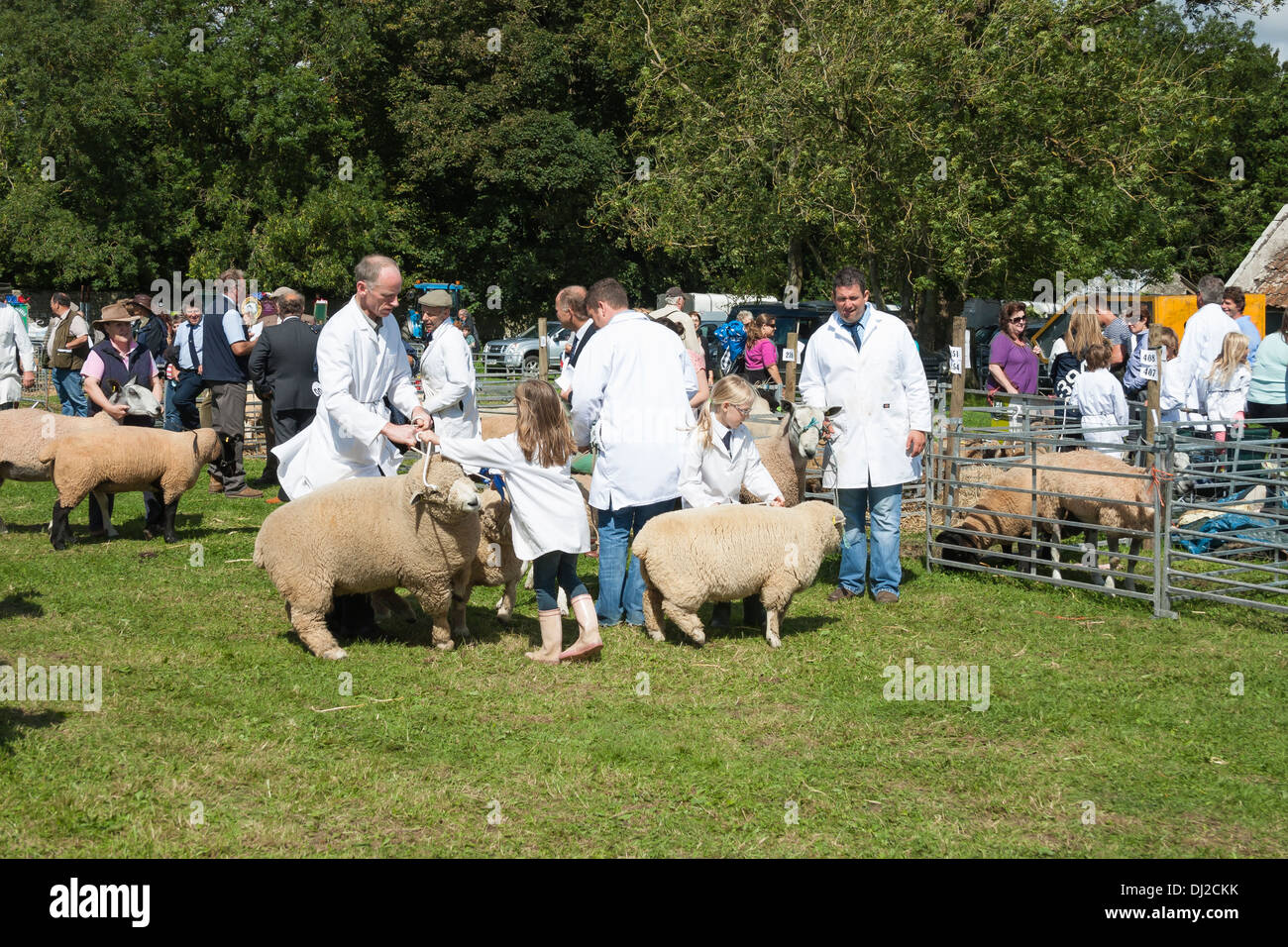 Sheep judging at show Stock Photo - Alamy