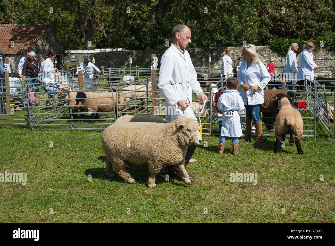 Sheep judging at show Stock Photo - Alamy