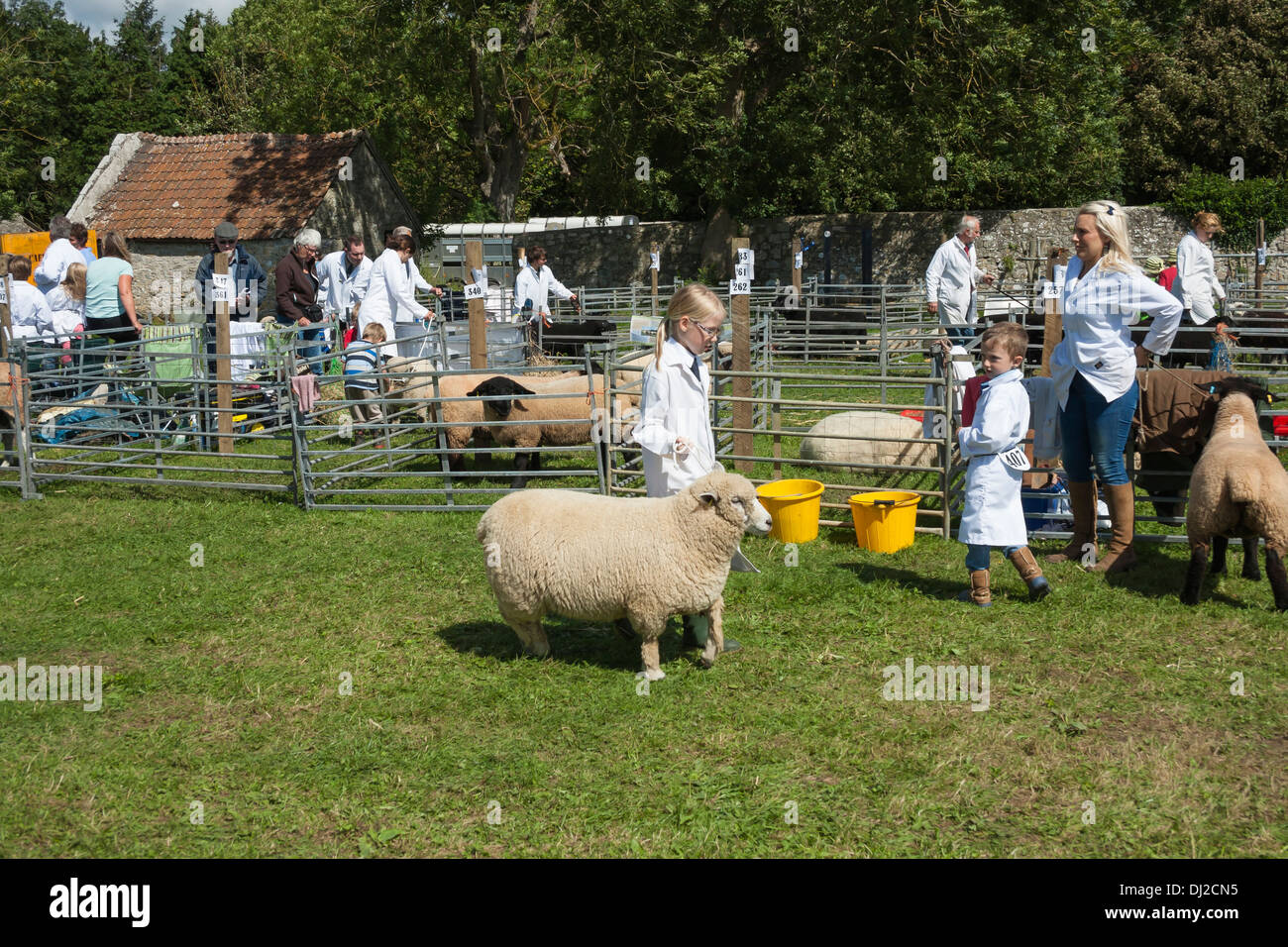 Sheep judging at show Stock Photo - Alamy