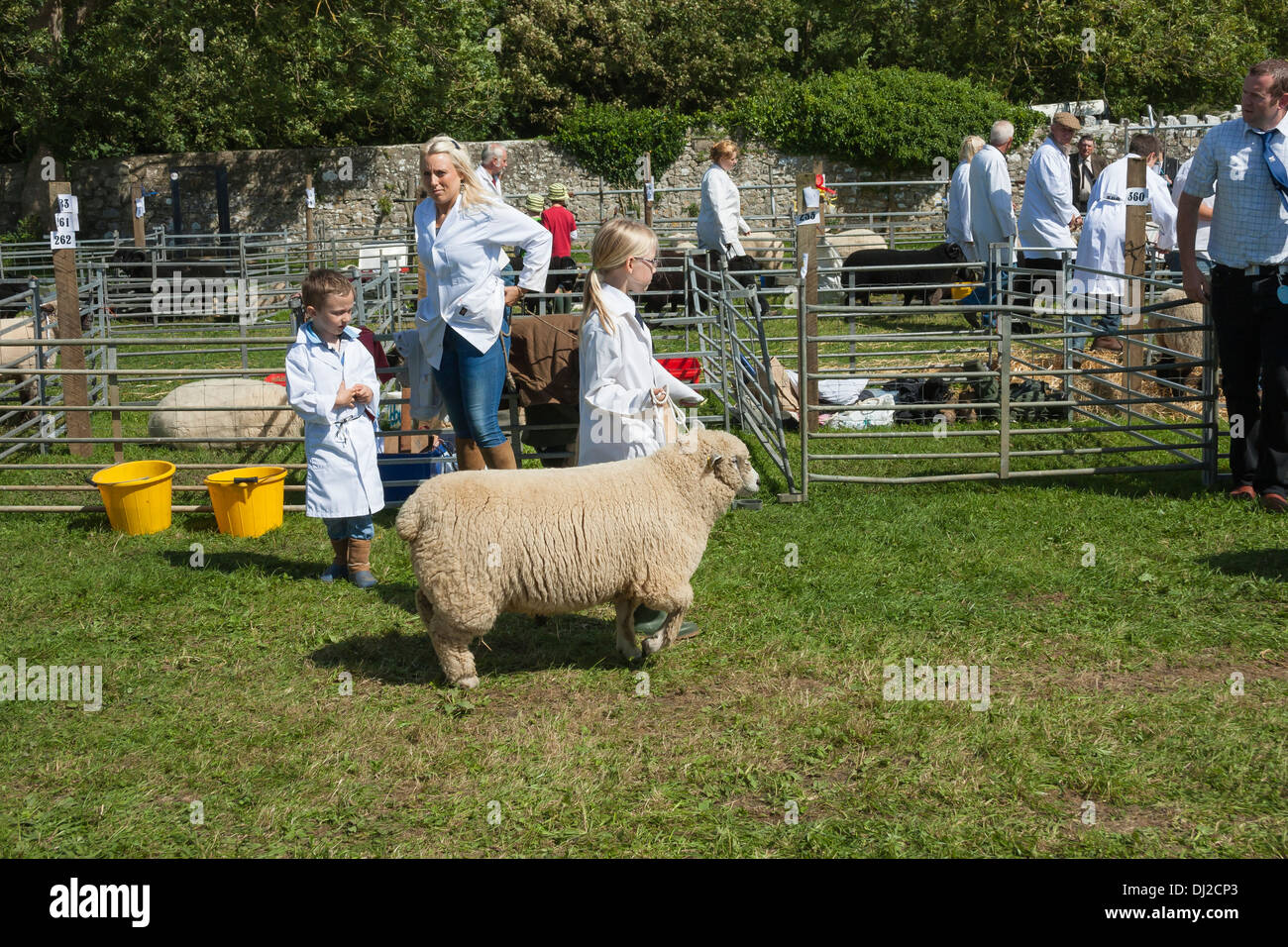 Sheep judging at show Stock Photo, Royalty Free Image: 62748843 - Alamy