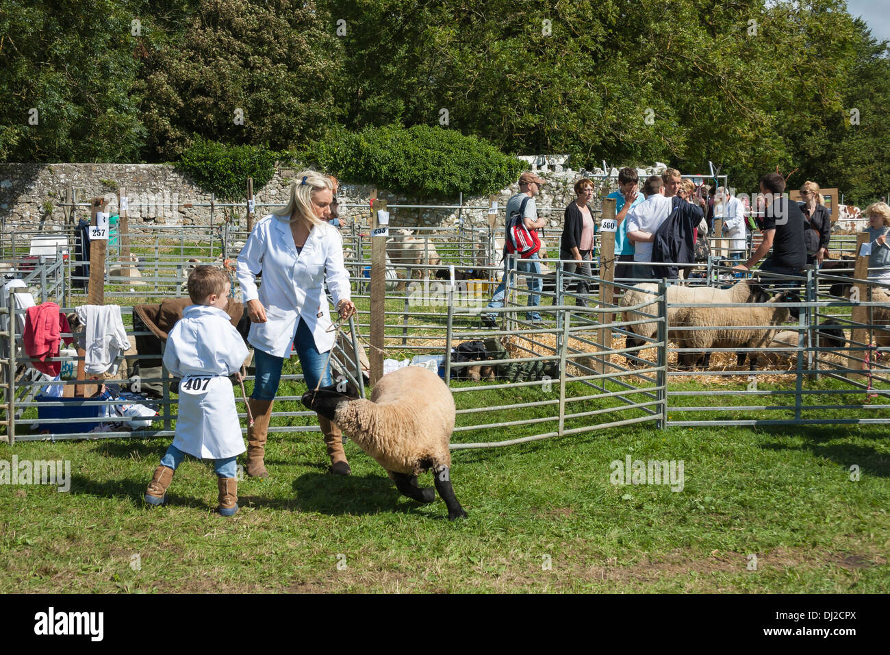 Sheep judging at show Stock Photo - Alamy