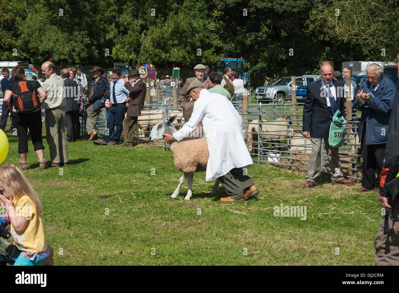 Sheep judging at show Stock Photo - Alamy