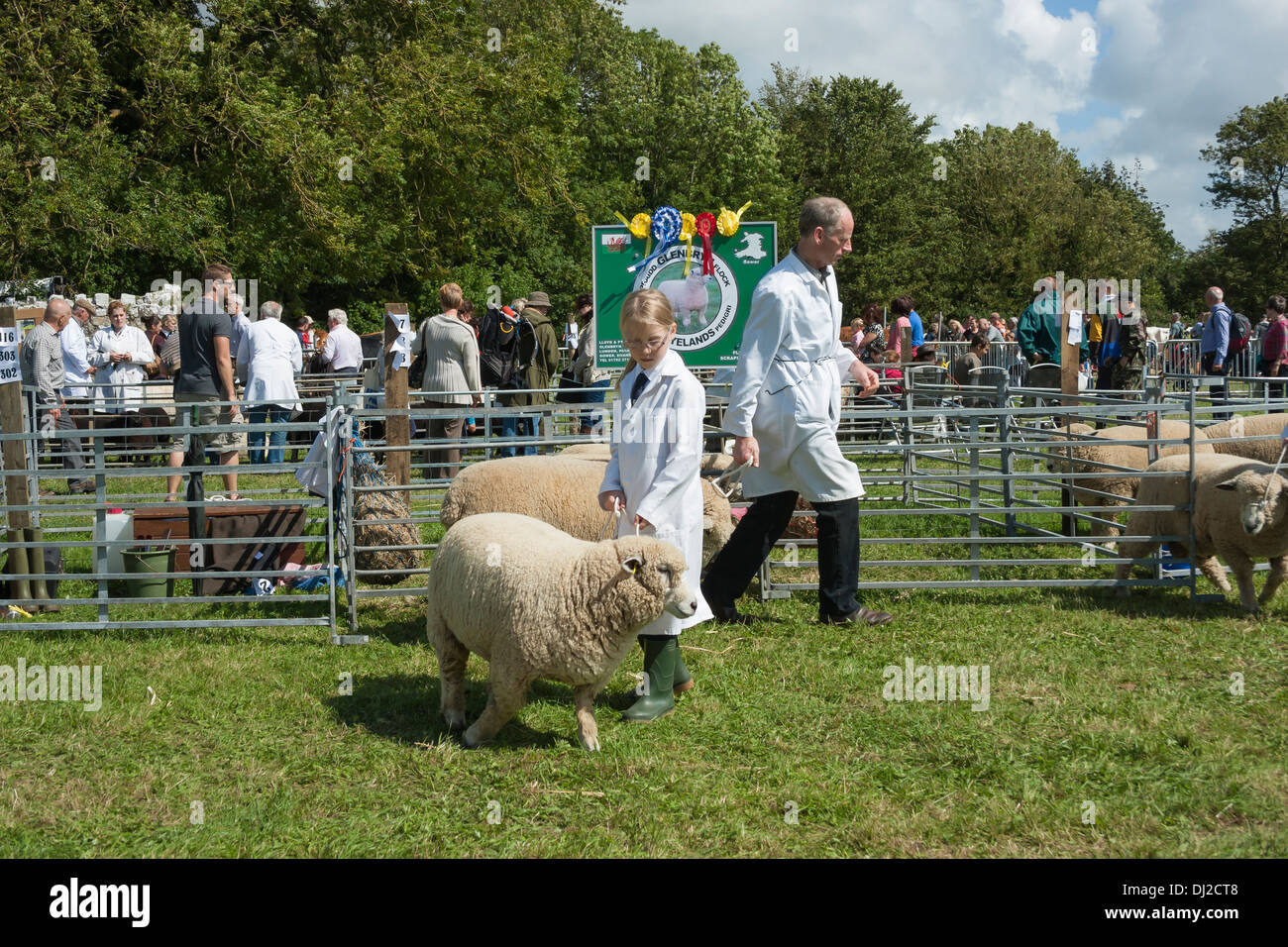 Sheep judging at show Stock Photo - Alamy