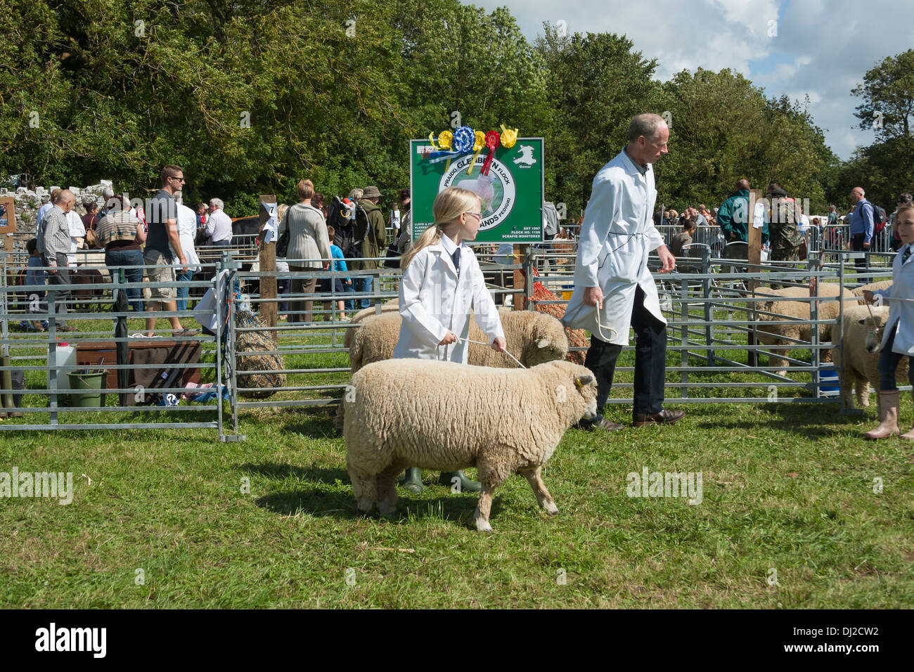 Sheep judging at show Stock Photo - Alamy